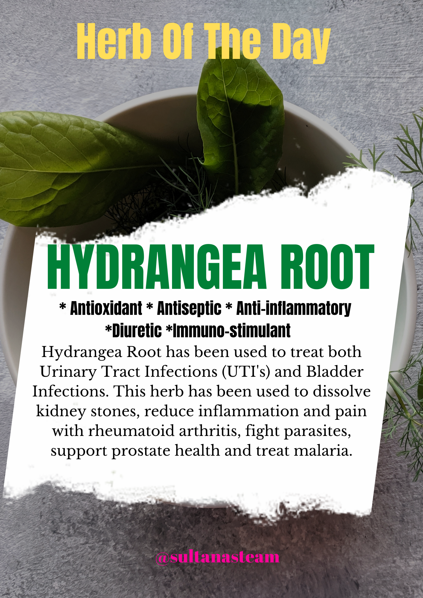 Hydrangea Root – A Cute Wellness Co